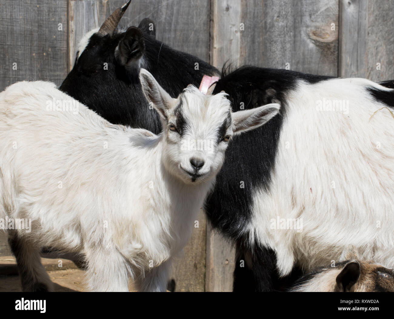 Goats play fighting and head butting while eating food. Bigger goat get ...