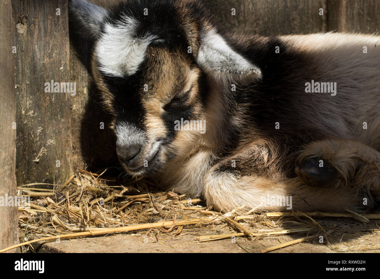 Baby goat grooming and cleaning itself. Cute New born kid goat enjoying ...