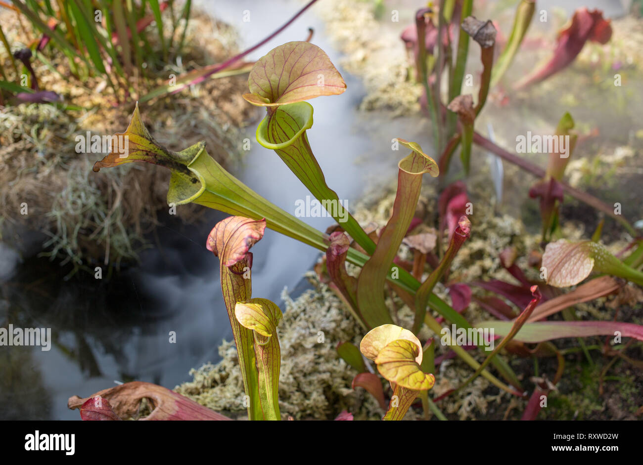 Bladderwort carnivorous plants on display in Sydney, Australia Stock ...