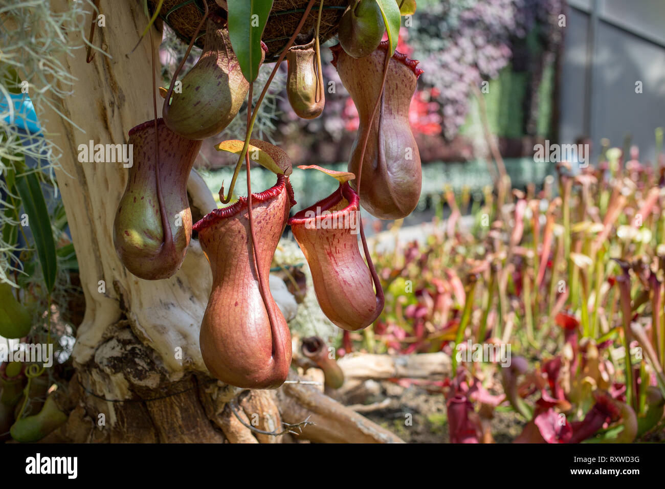 Bladderwort plants hi-res stock photography and images - Alamy