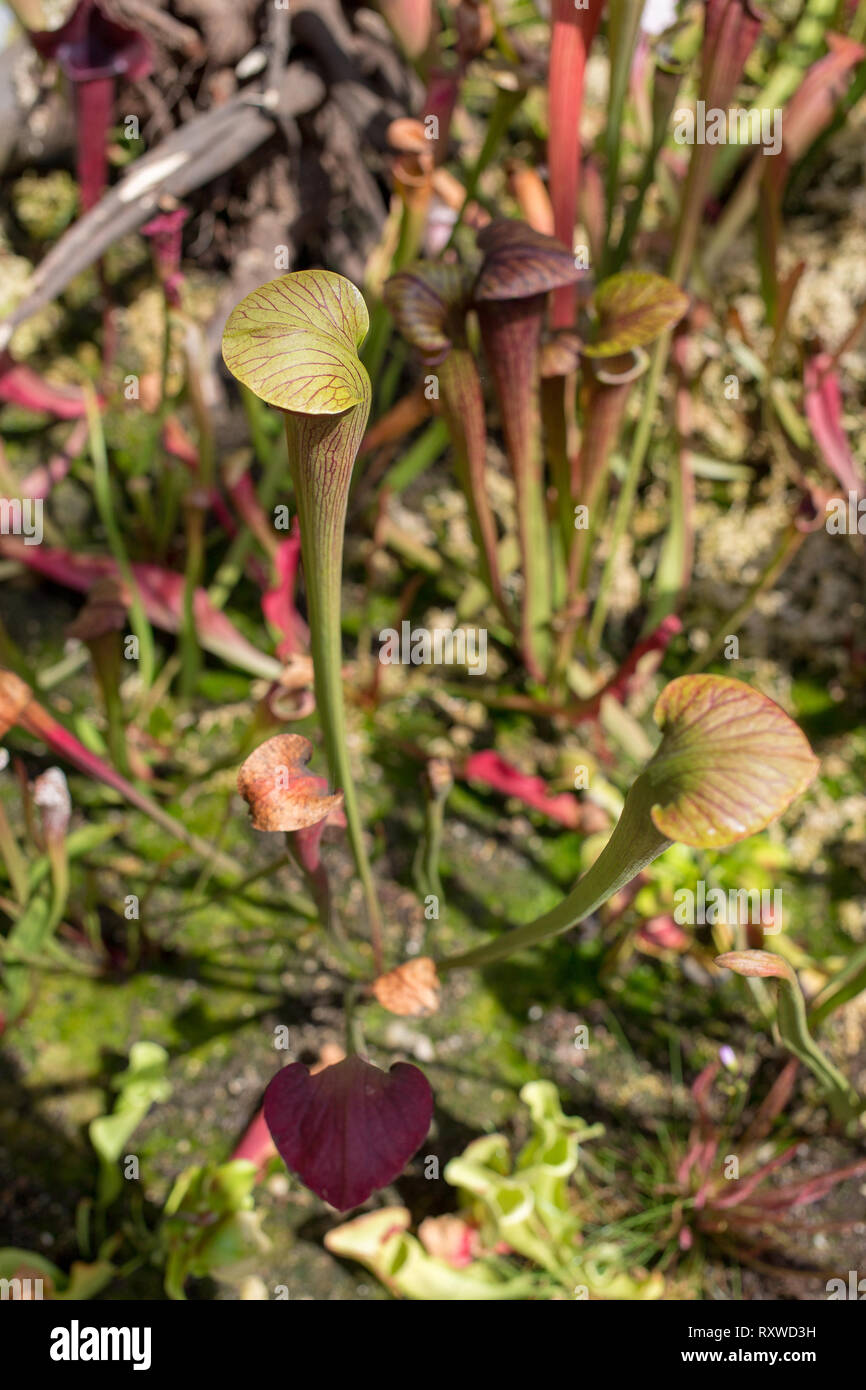 Bladderwort carnivorous plants on display in Sydney, Australia Stock ...