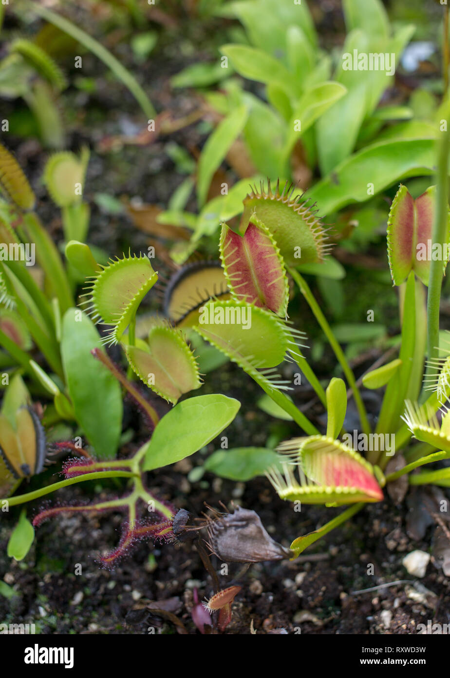 Carnivorous trap hi-res stock photography and images - Alamy