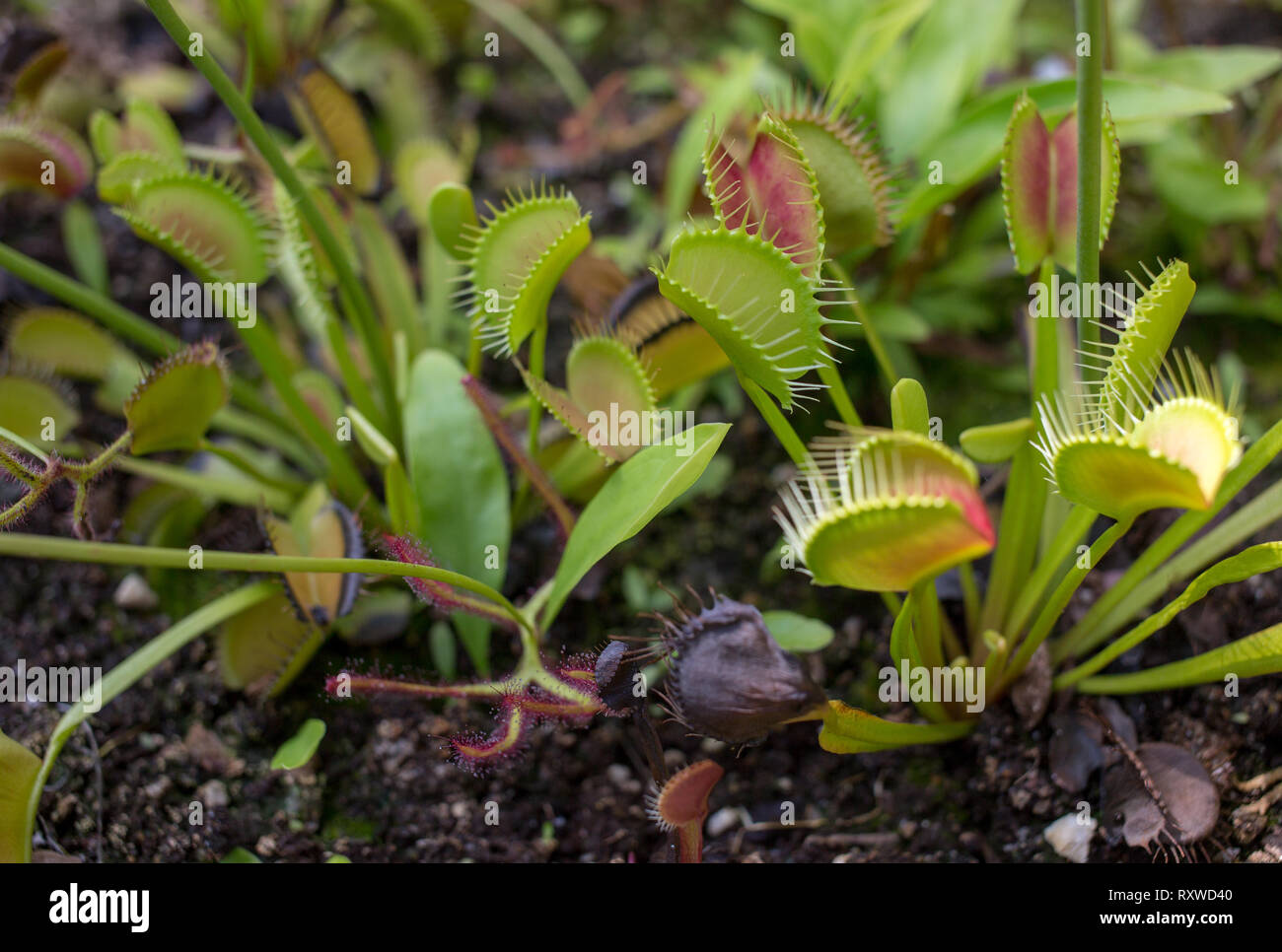 Trap plant hi-res stock photography and images - Alamy