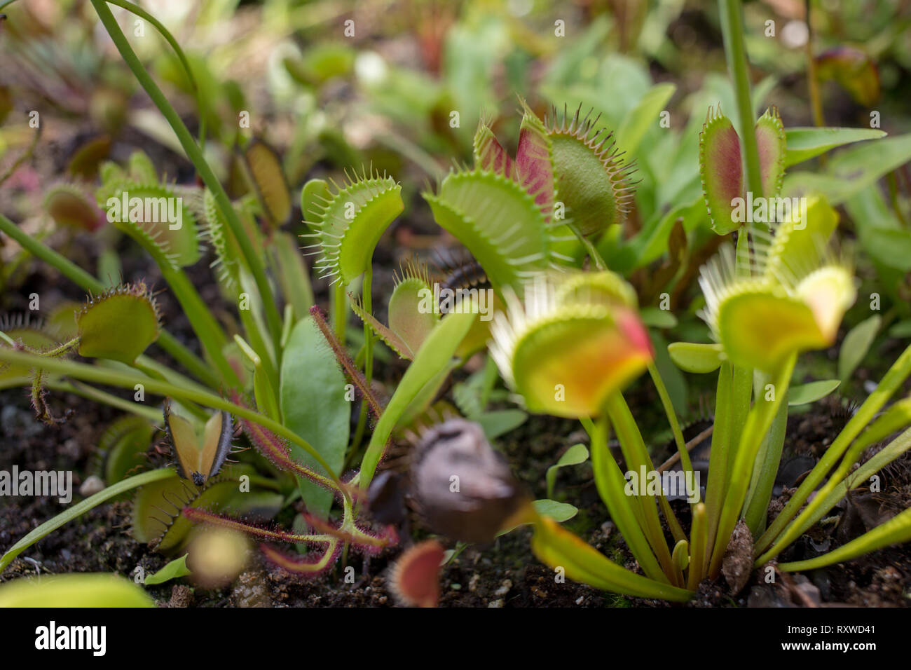 Carnivorous plant venus fly trap hi-res stock photography and images ...