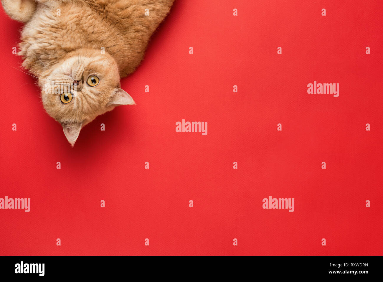 Beautiful ginger kitten maine hi-res stock photography and images - Alamy