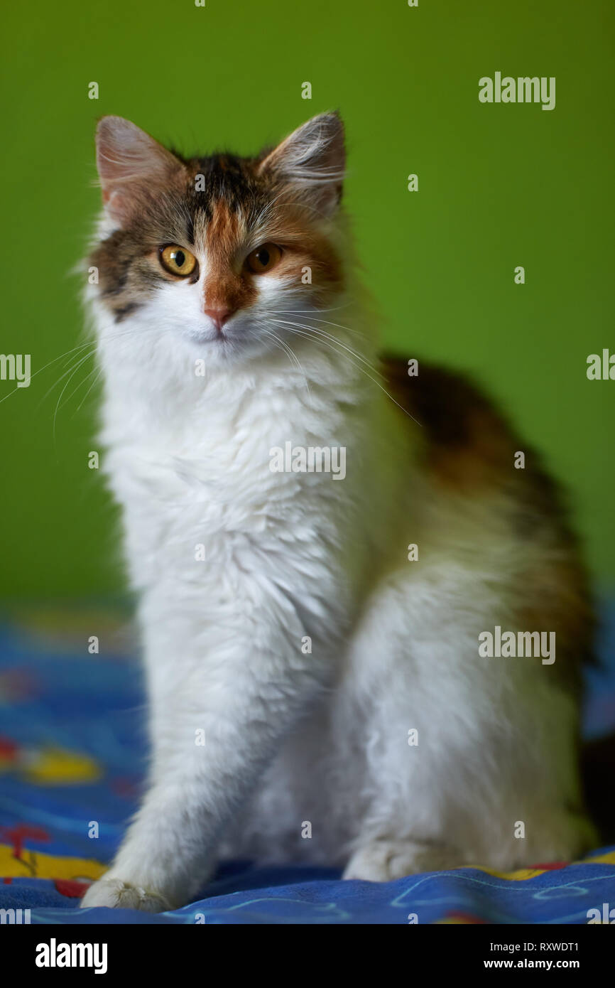 Grey spotted purebred kitten hi-res stock photography and images - Alamy