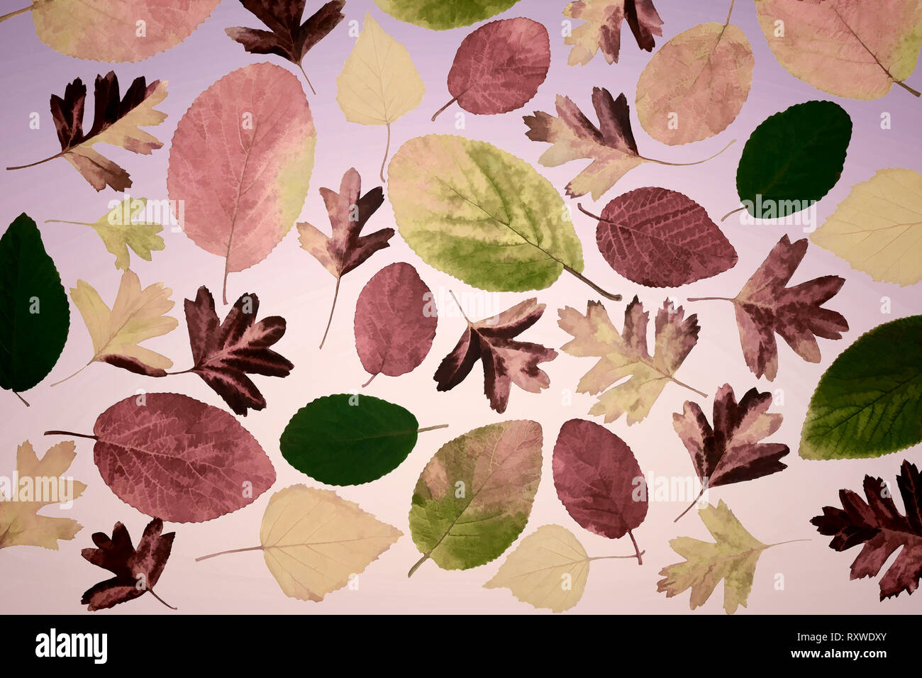 Perfect background bright golden hi-res stock photography and images ...