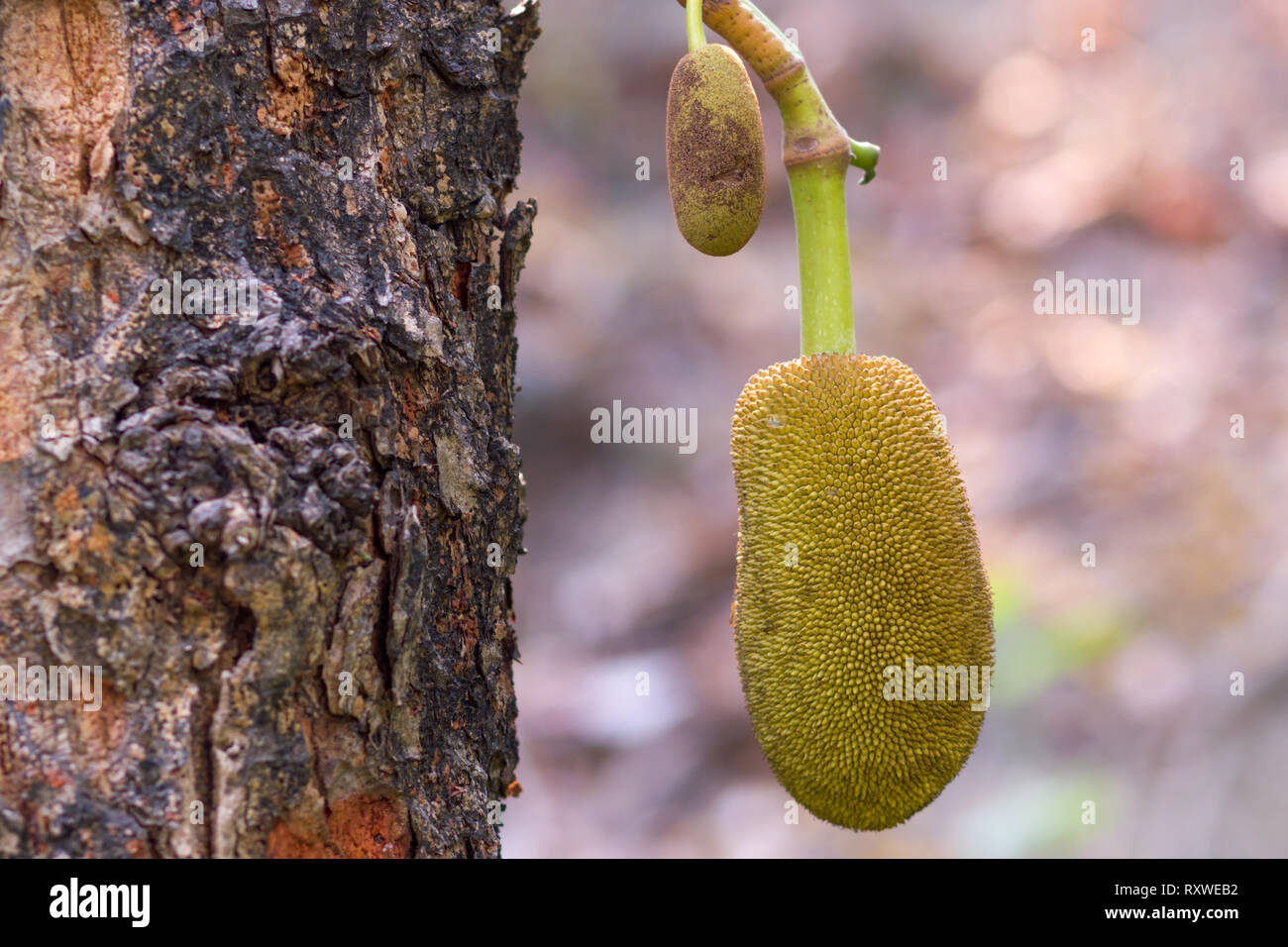 Closeup two Jackfruit beside a tree and blur background Stock Photo - Alamy
