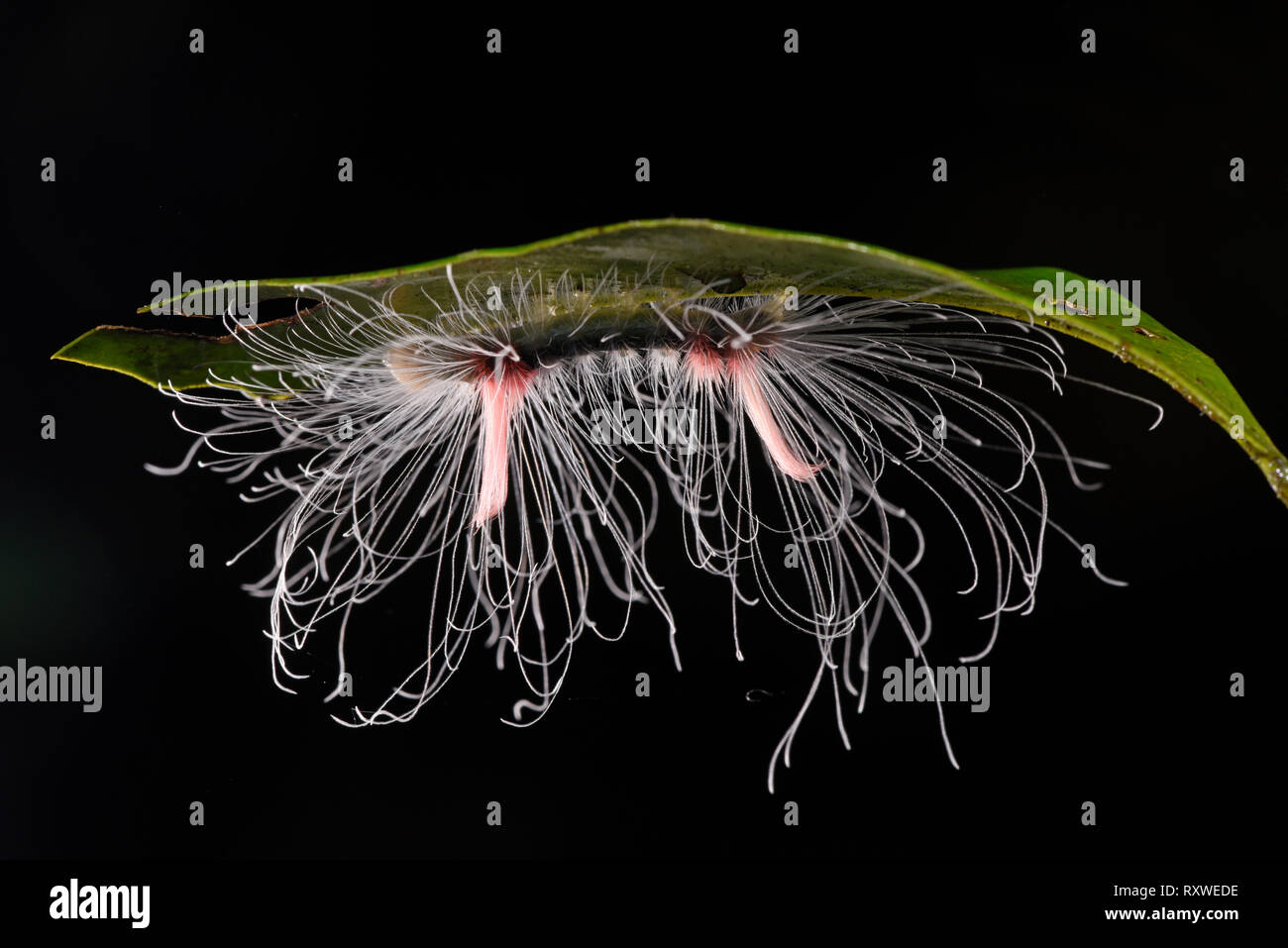 Urticarious Lepidoptera Caterpillar, unknown species, at rest on ...