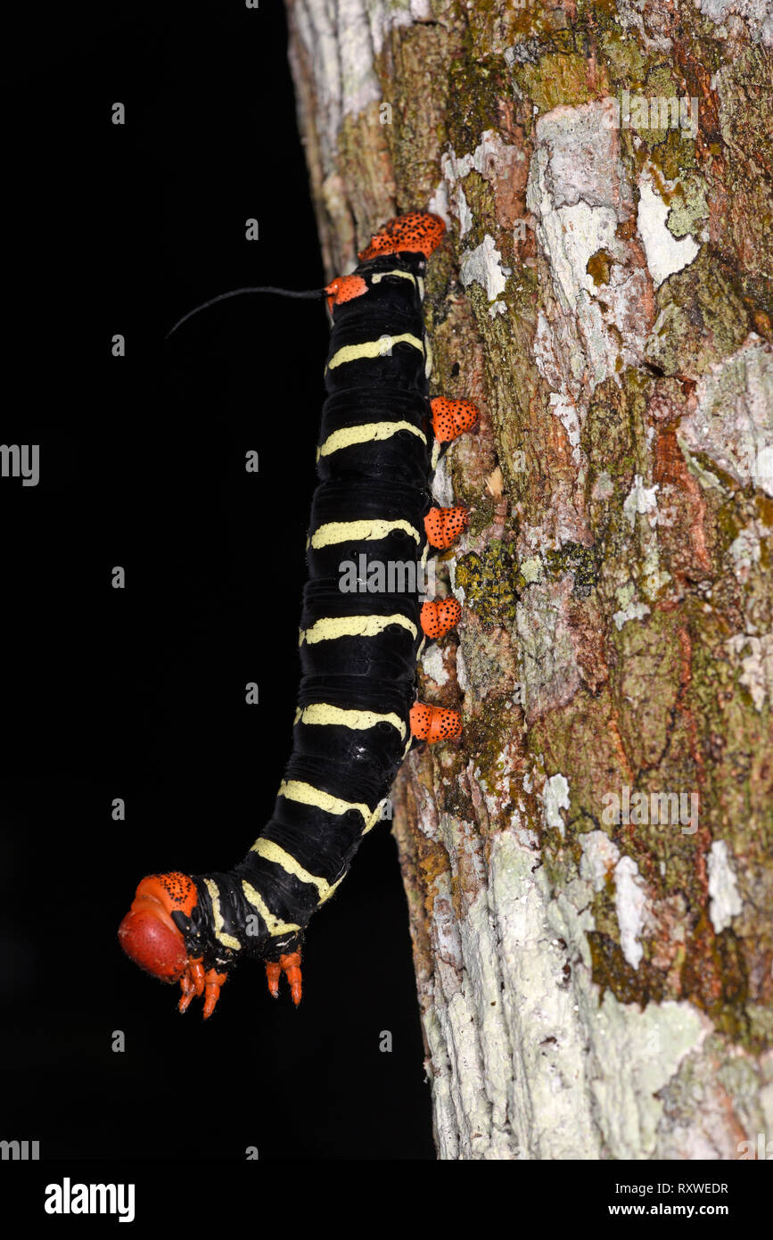 Tetrio Sphinx or Frangipani Hawkmoth (Pseudosphinx tetrio) fully grown ...