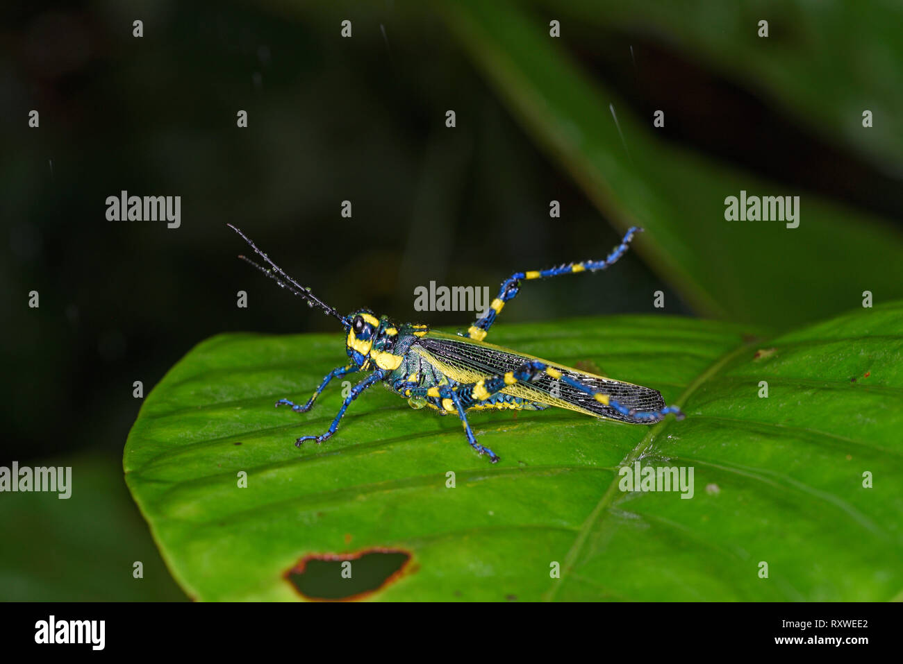 Painted grasshopper peru hi-res stock photography and images - Alamy