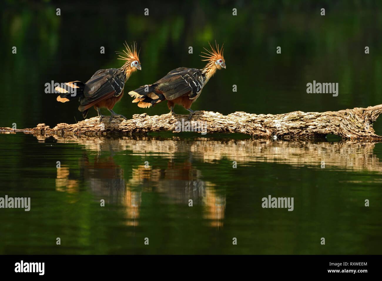Hoatzin birds hi-res stock photography and images - Alamy