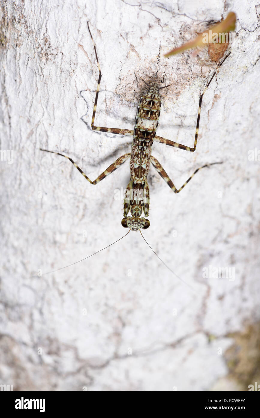 Lichen mantis hi-res stock photography and images - Alamy