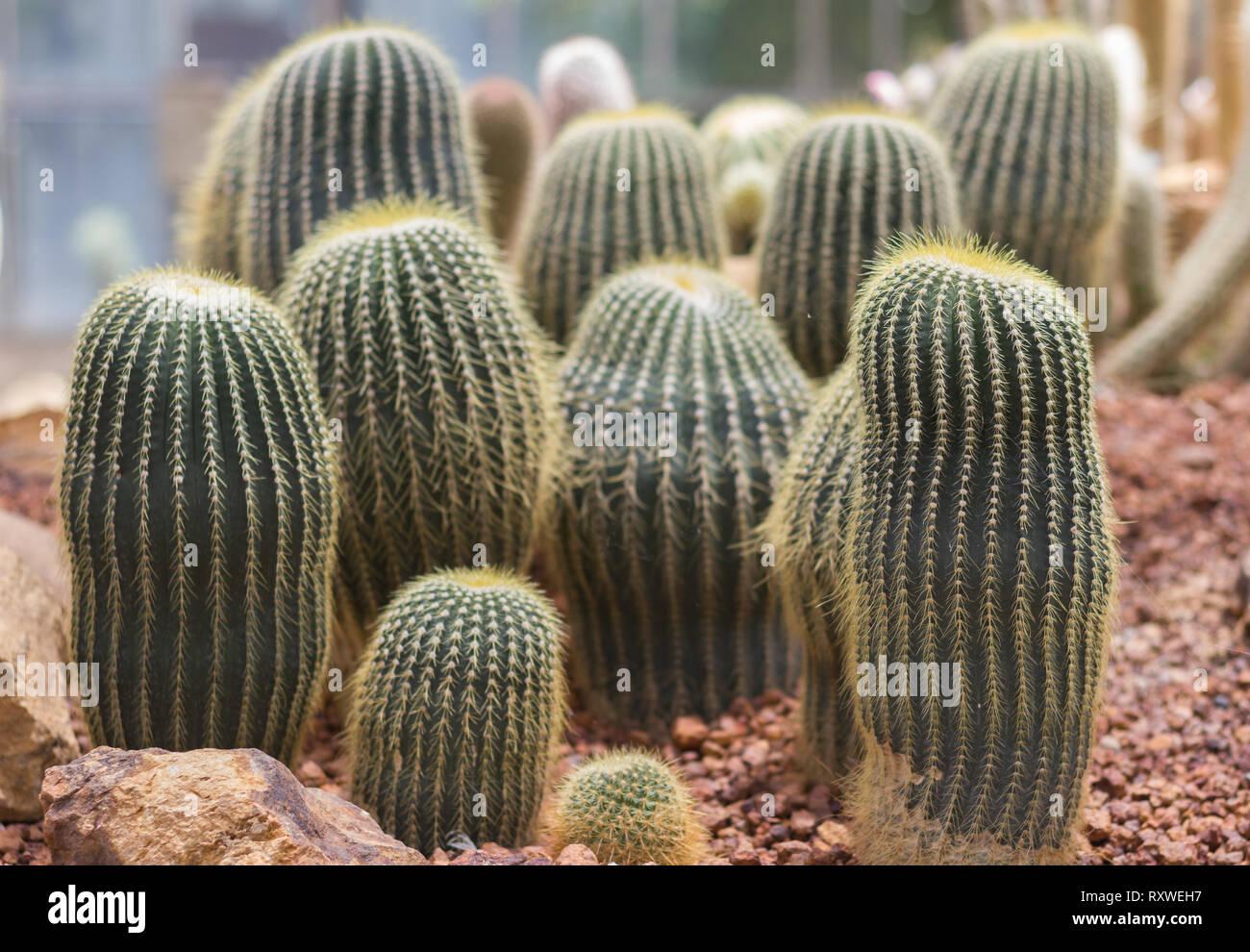 Green cactus tree growing on simulator desert garden Stock Photo - Alamy