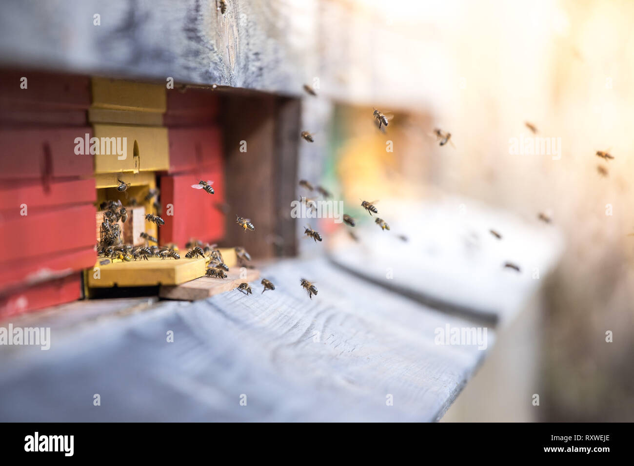 Bees are landing at the boards of a hive, spring time Stock Photo - Alamy