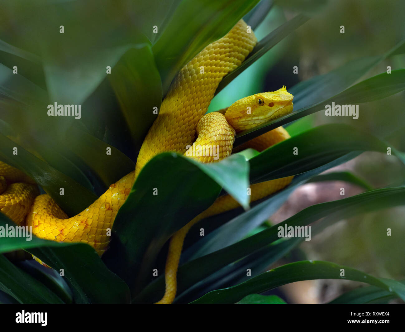 Eyelash viper hi-res stock photography and images - Alamy
