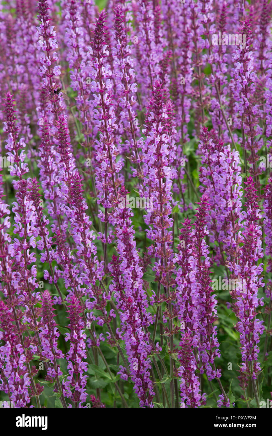 Salvia "Amethyst" in bloom Stock Photo - Alamy