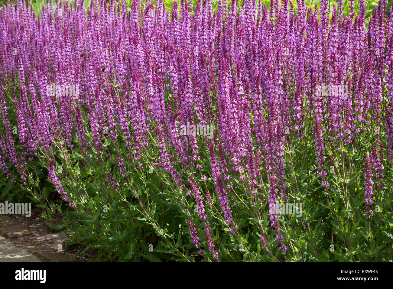Salvia "Amethyst" in bloom Stock Photo - Alamy
