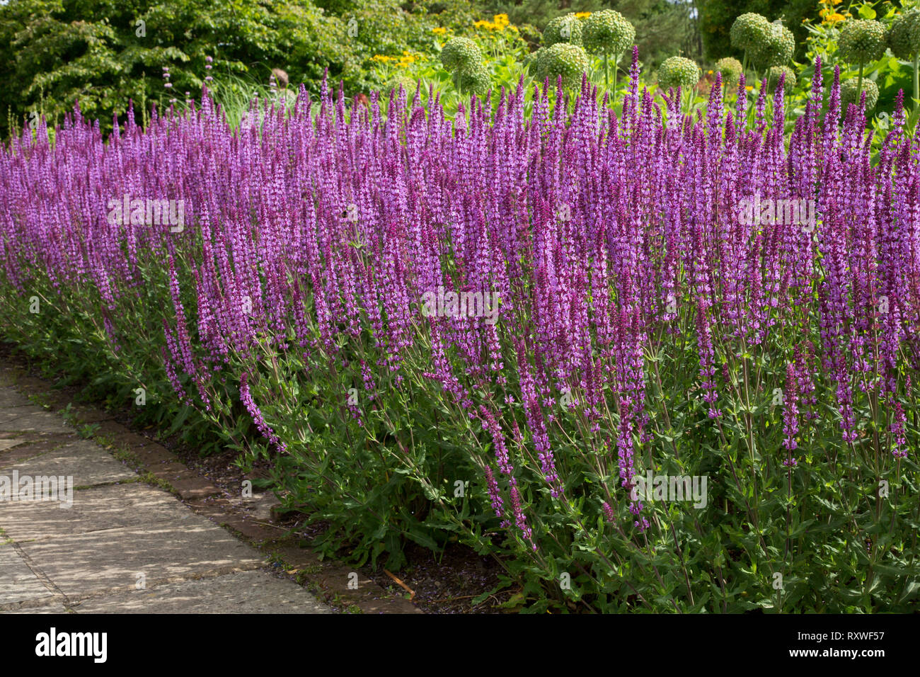 Salvia "Amethyst" in bloom Stock Photo - Alamy