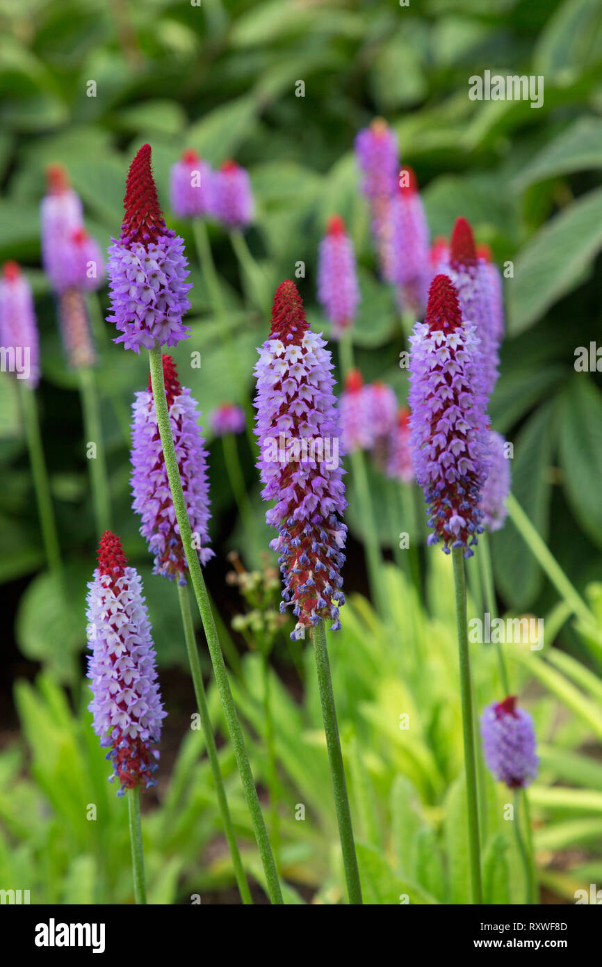 Vial's Primrose, Primula vialii, in flower Stock Photo - Alamy