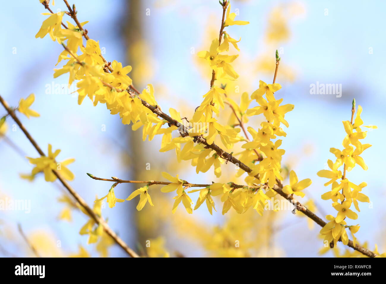 Garden spring blossom hi-res stock photography and images - Alamy