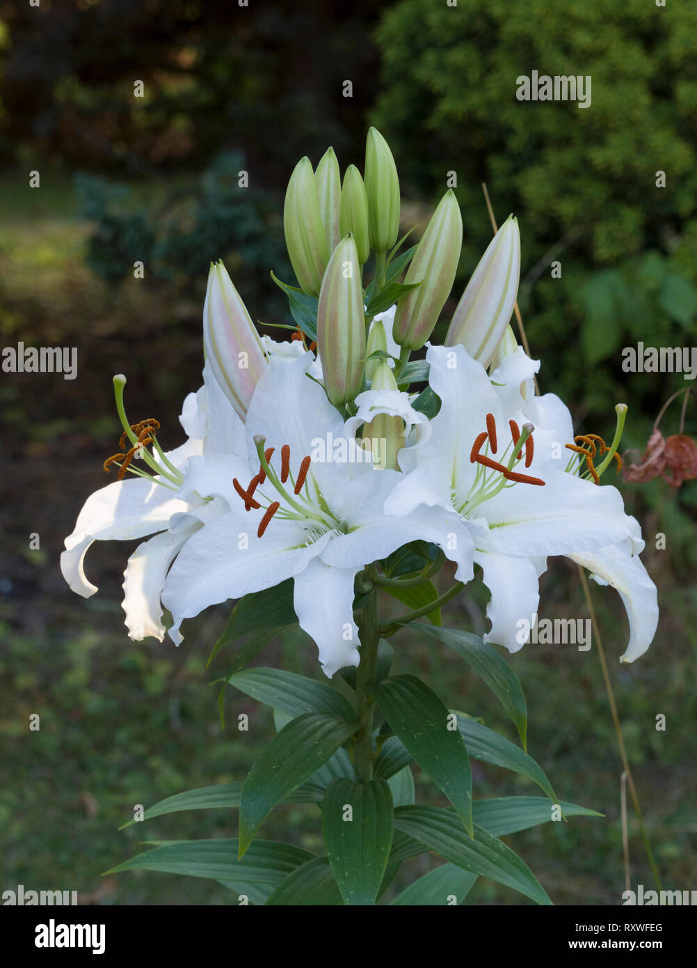 Lily variety hi-res stock photography and images - Alamy