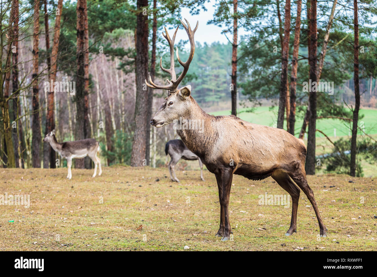 Majestic powerful adult male red deer stag in autumn fall forest ...