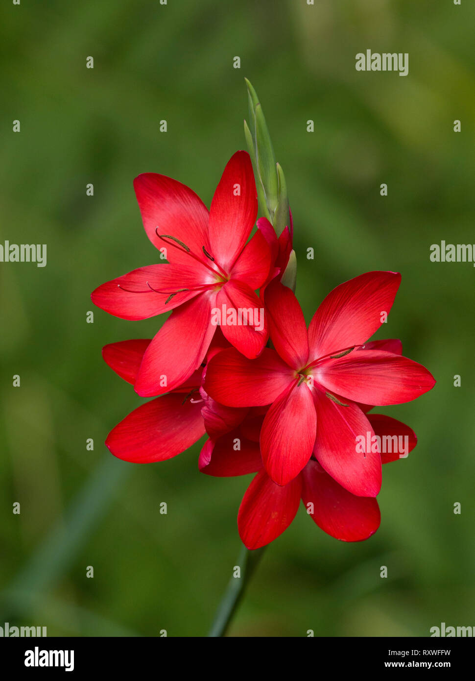 Crimson Flag, Schizostylis or Hesperantha coccinea "Major", in flower ...