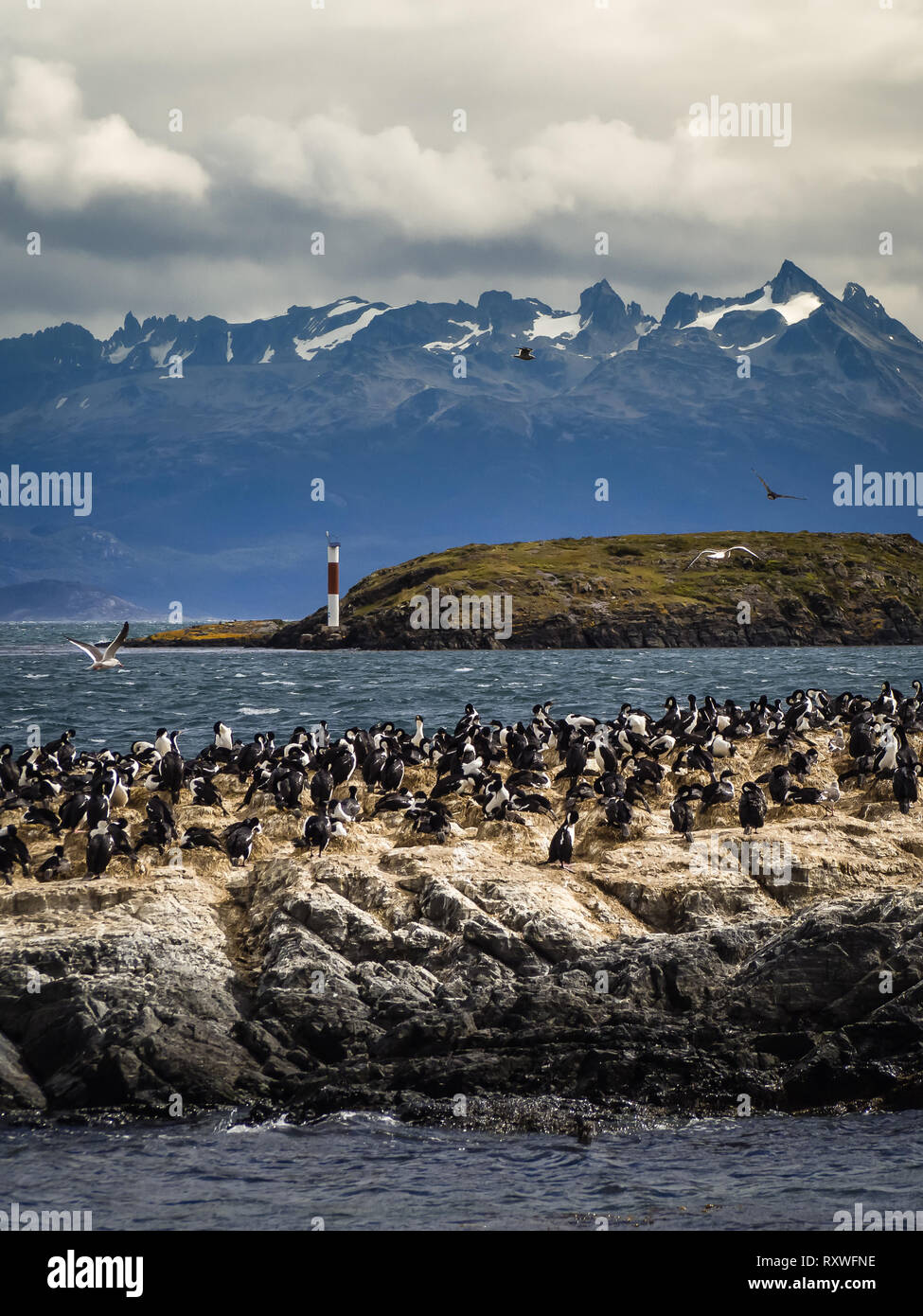 Imperial cormorant in one island of the Beagle Channel in front Ushuaia ...