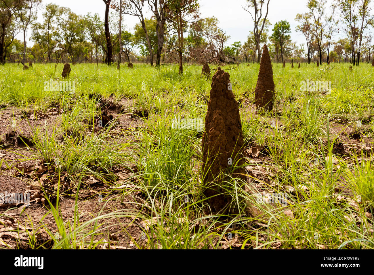 Big termite anthills. Australia, outback, Northern territory Stock ...