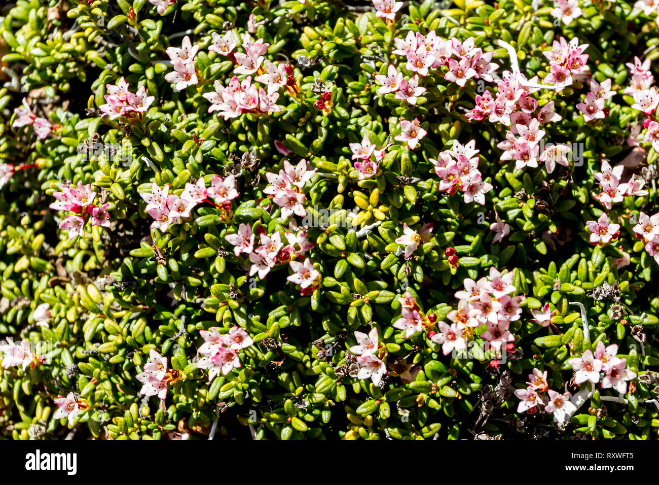 Natural background with Alpine azalea (Kalmia procumbens). Kamchatka ...