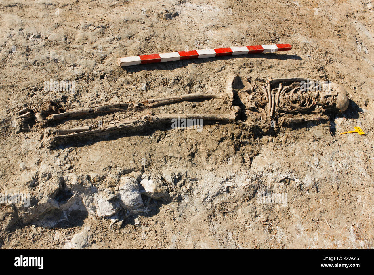Skeleton in a Roman burial discovered during archaeological excavations ...
