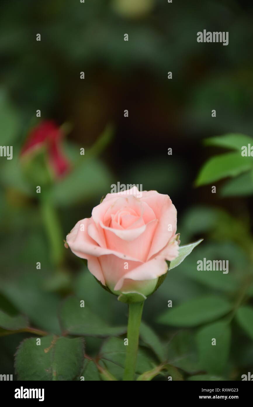 Hd rose wallpaper hi-res stock photography and images - Alamy