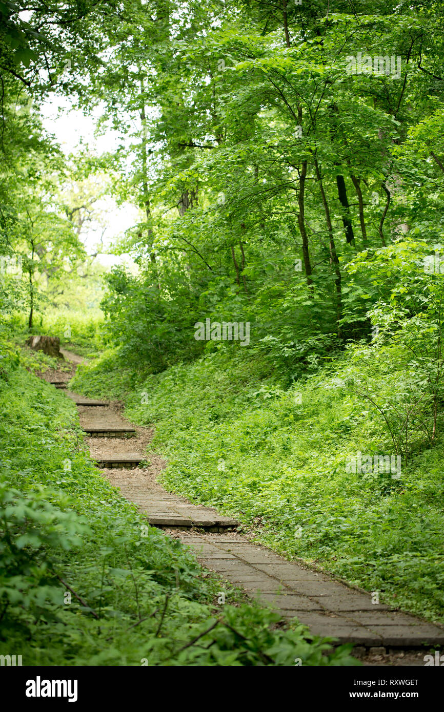Steps in the spring park Stock Photo - Alamy