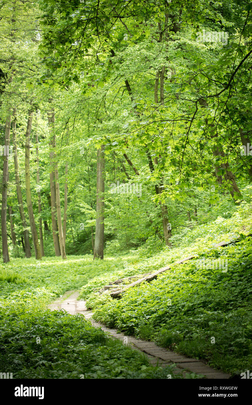 Lush greenery in the park Stock Photo - Alamy