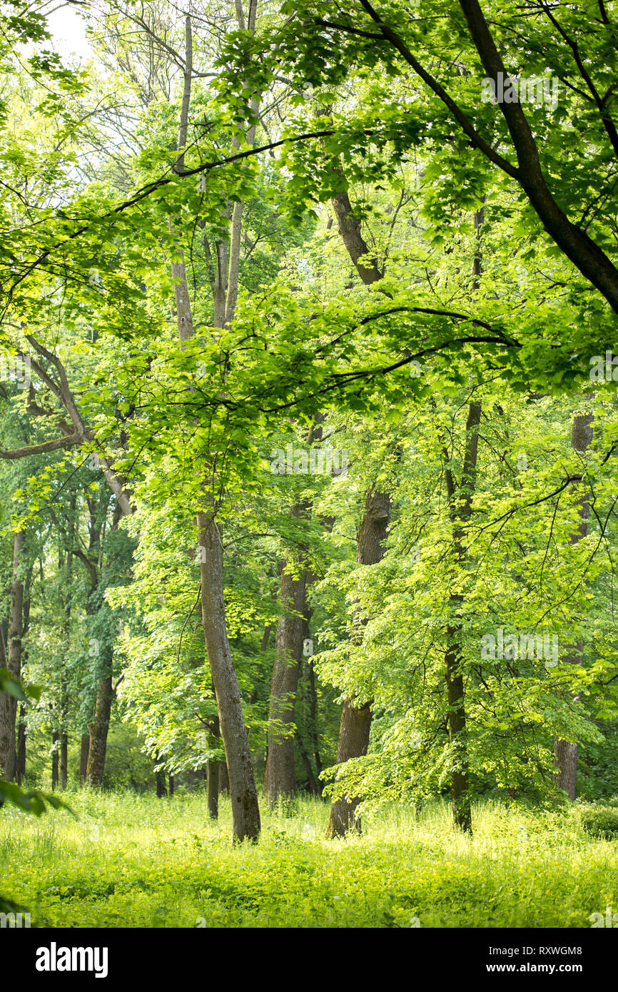 maple greenery in the park Stock Photo - Alamy