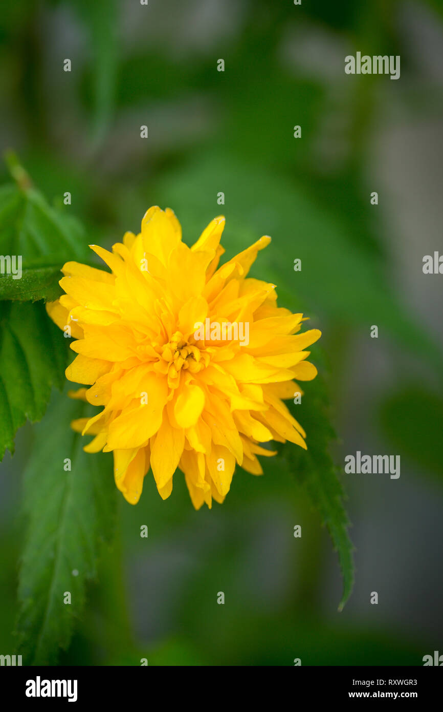 Keria hi-res stock photography and images - Alamy