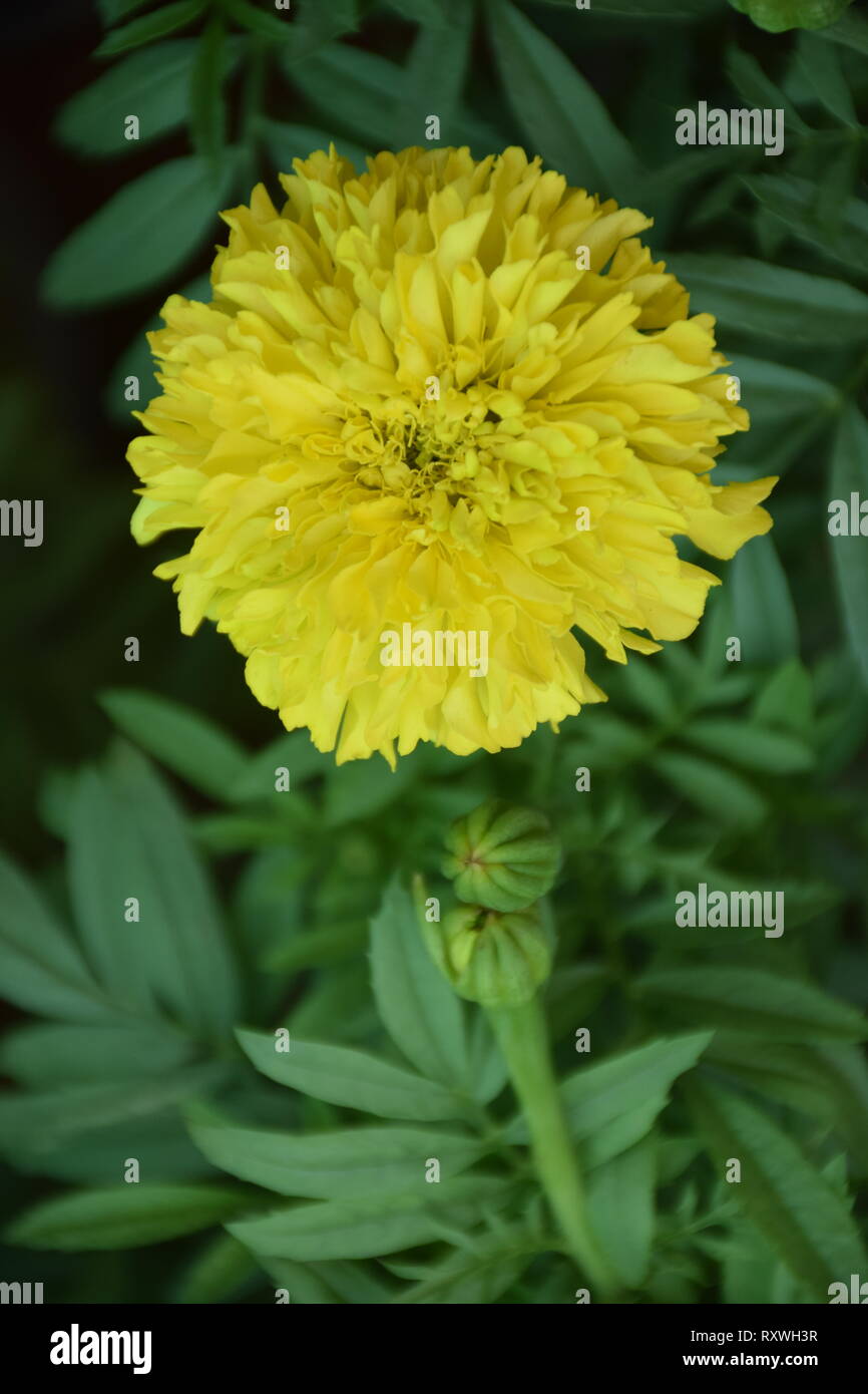 Flower jamanthi hi-res stock photography and images - Alamy