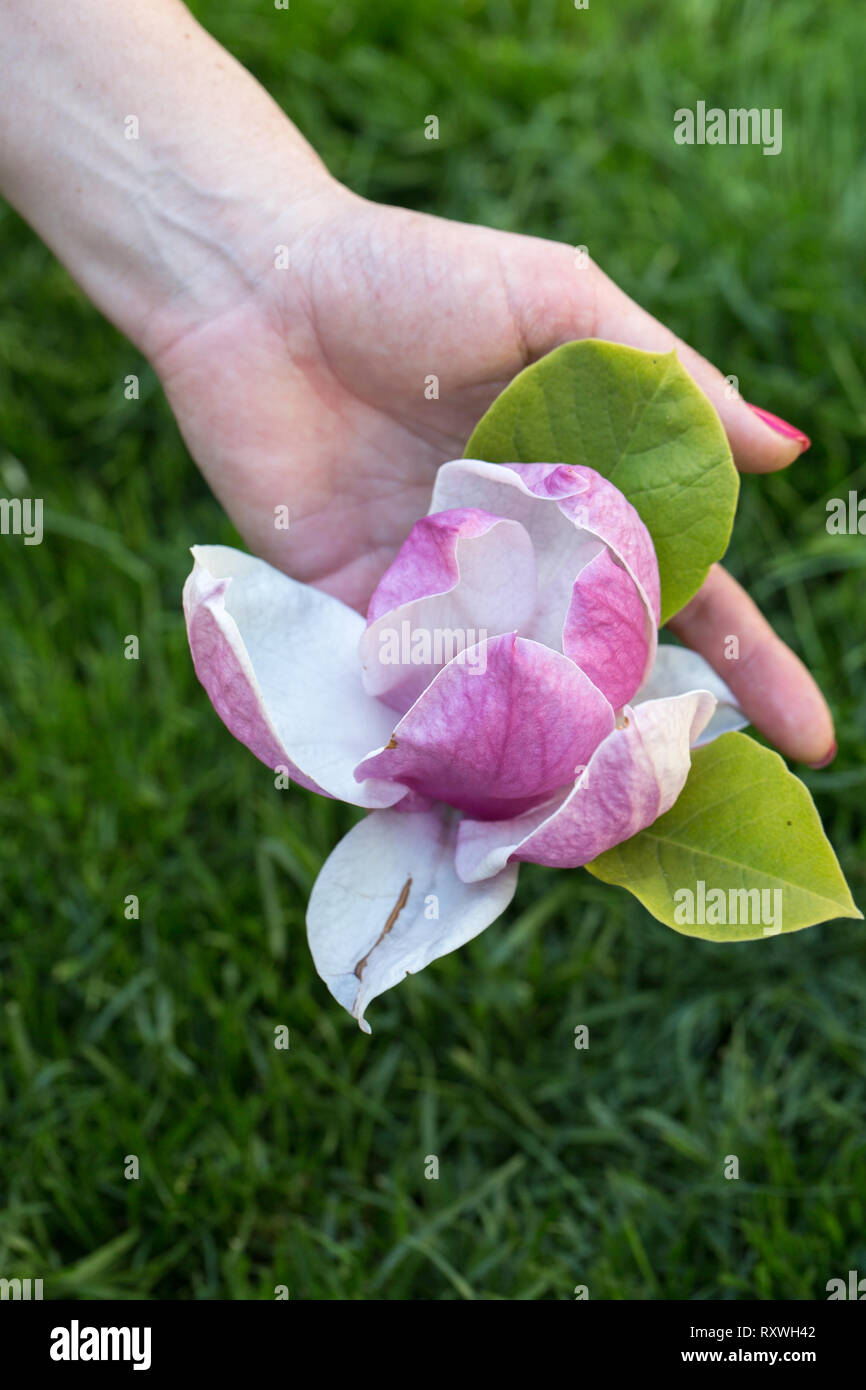 pink magnolia , top view Stock Photo - Alamy