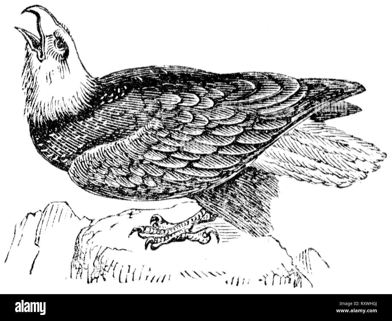 Wood cut engraved illustration, taken from 'The Treasury of Natural ...