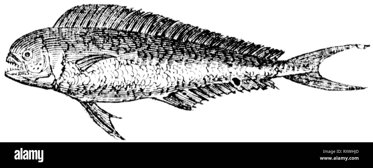 Wood cut engraved illustration, taken from 'The Treasury of Natural ...