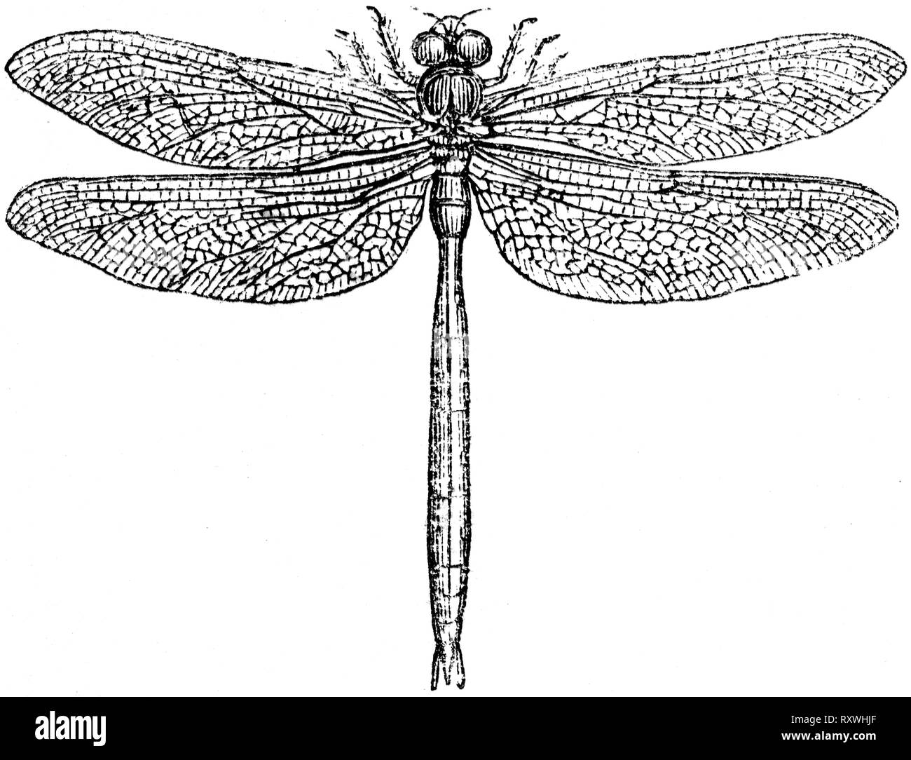Odonata illustration Black and White Stock Photos & Images - Alamy