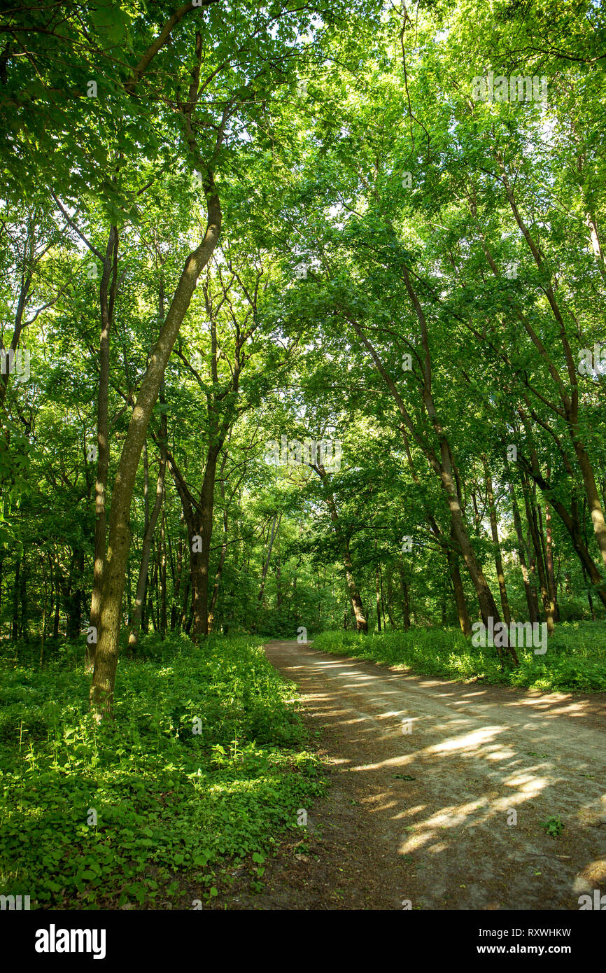 maple alley in the park Stock Photo - Alamy