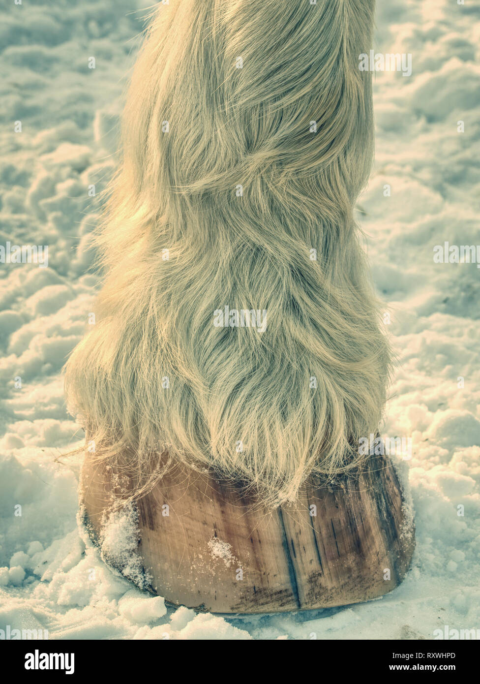 Detail of striped horse hoof od ground. Pigment stripes in basic ...