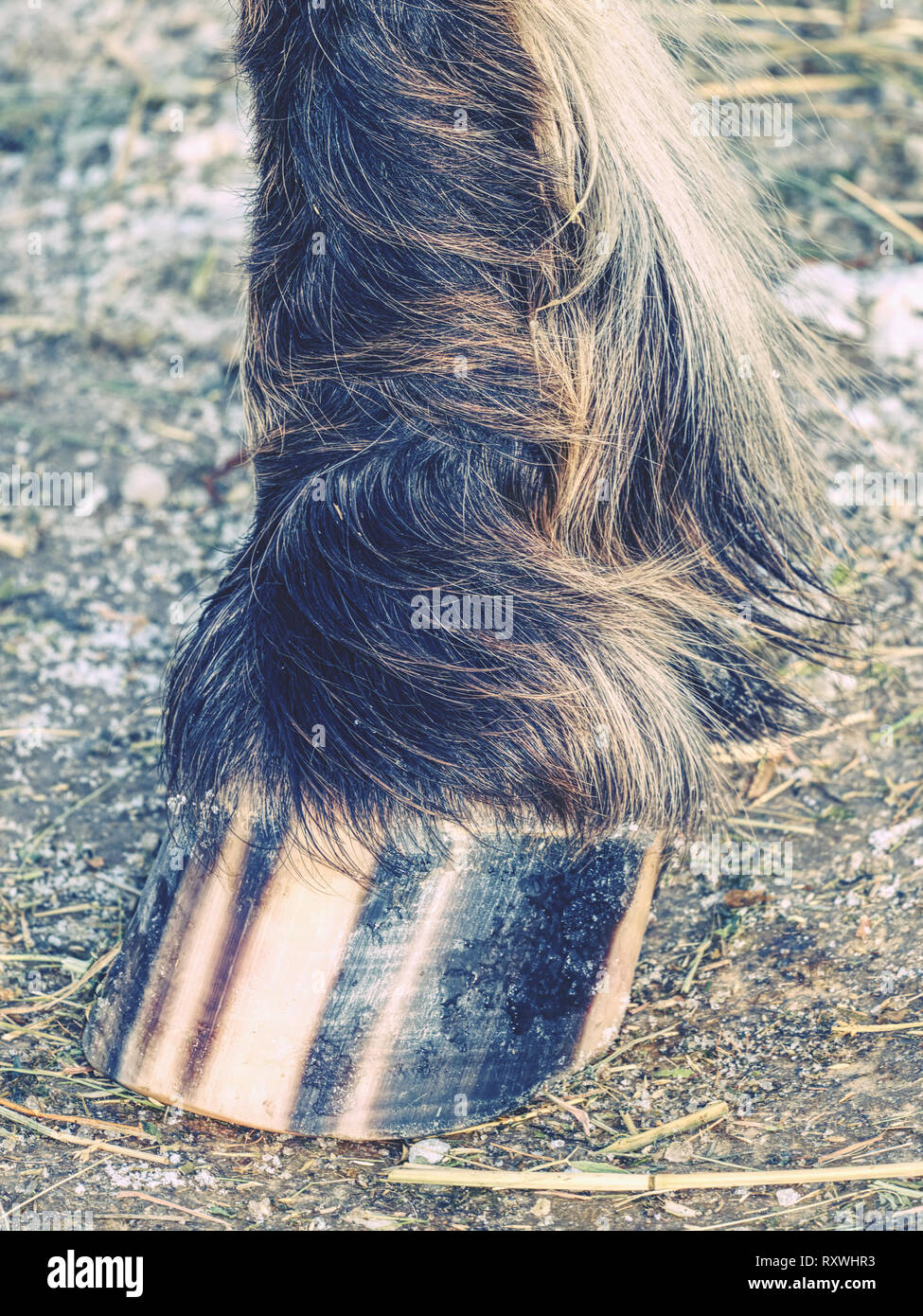 Detail of striped horse hoof od ground. Pigment stripes in basic ...