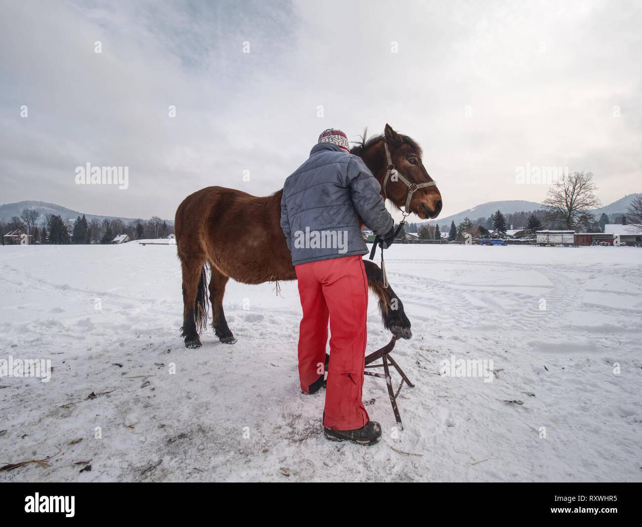 Farrier assistant keep horse with front leg on steel tripod. Regular ...