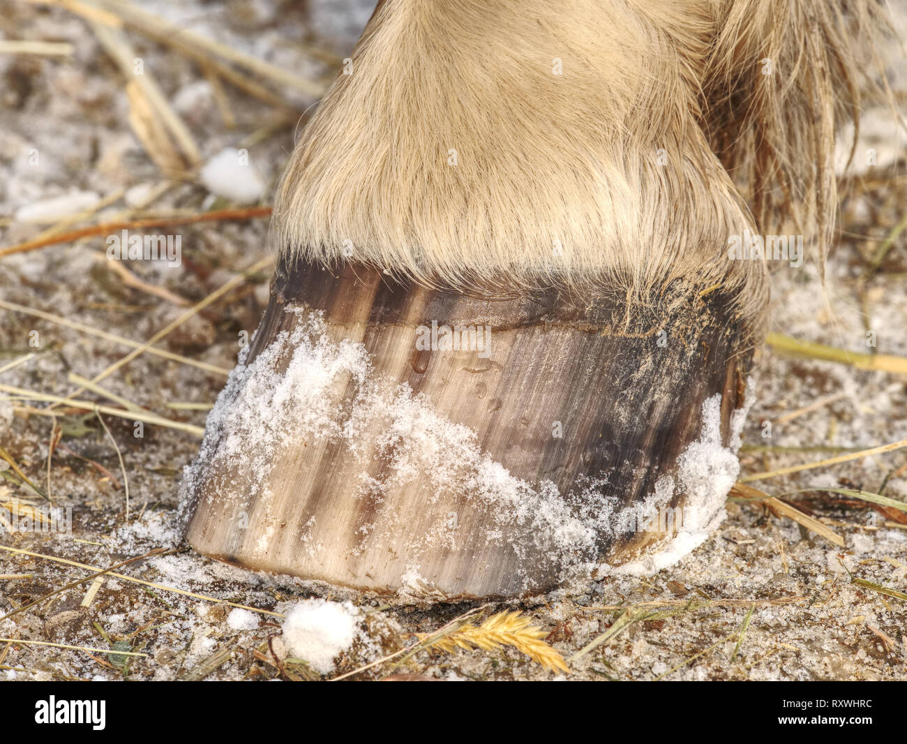 Detail of striped horse hoof od ground. Pigment stripes in basic ...