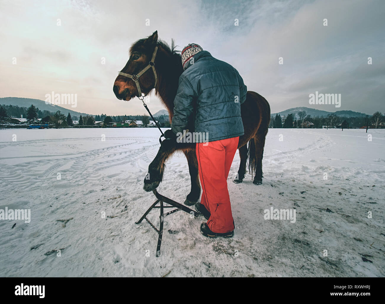Farrier assistant keep horse with front leg on steel tripod. Regular ...