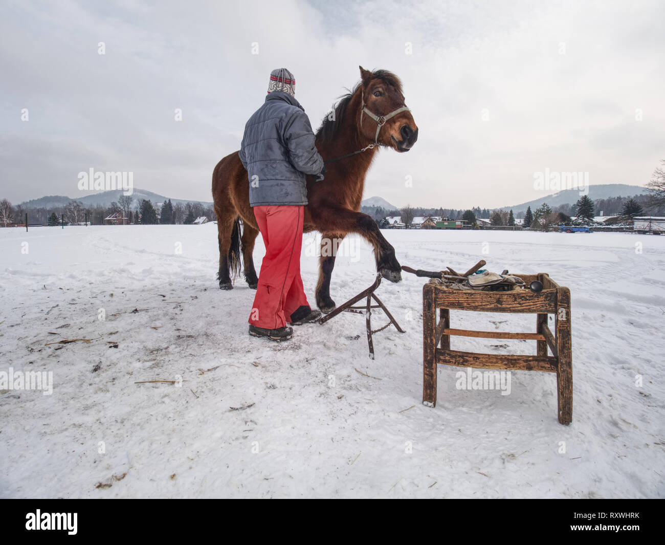 Farm staff prepare horse for hooves clearing by backsmith. Regular ...