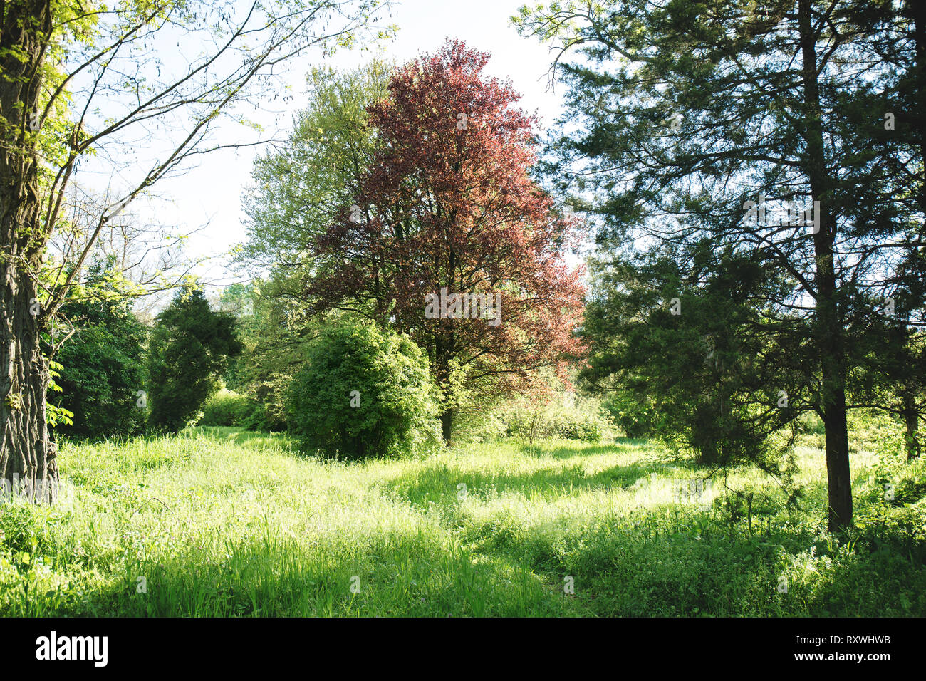 Tree with burgundy foliage Stock Photo - Alamy
